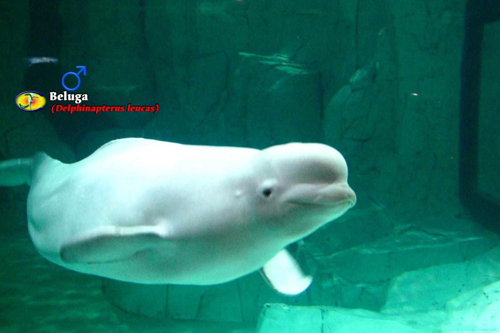 Zoologia: Beluga (Delphinapterus leucas)